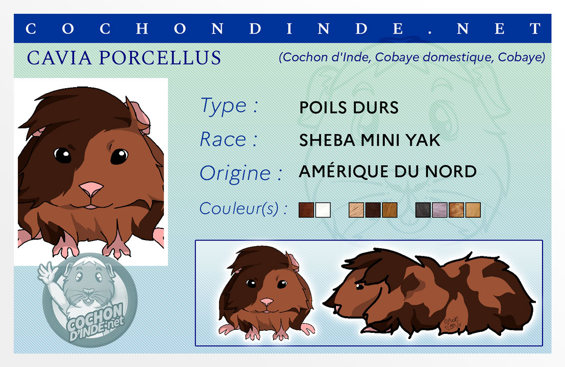 Le cochon d’Inde Sheba Mini Yak. | CochonDinde.net